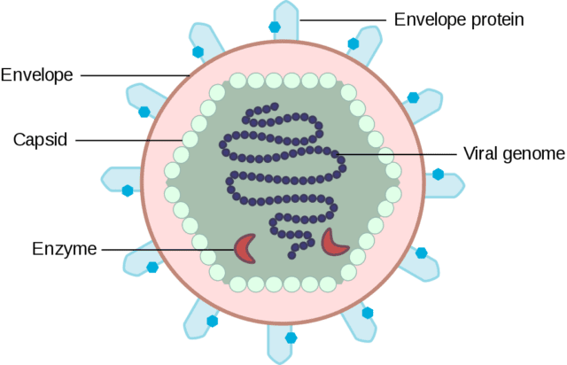 Kuru: la malattia dei cannibali mangiatori di cervelli - laCOOLtura