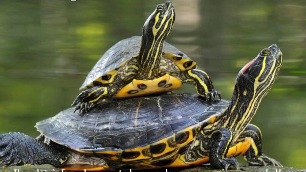 Tartarughe domestiche, tutto quello che dovreste sapere - laCOOLtura