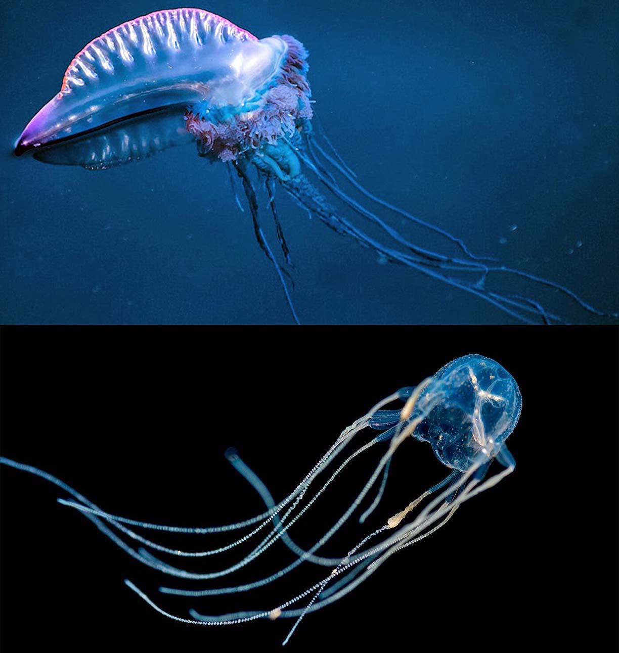 Puntura di medusa: cosa fare e quali rimedi - laCOOLtura