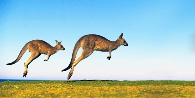 Il canguro e la sua simbologia nella cultura australiana - laCOOLtura
